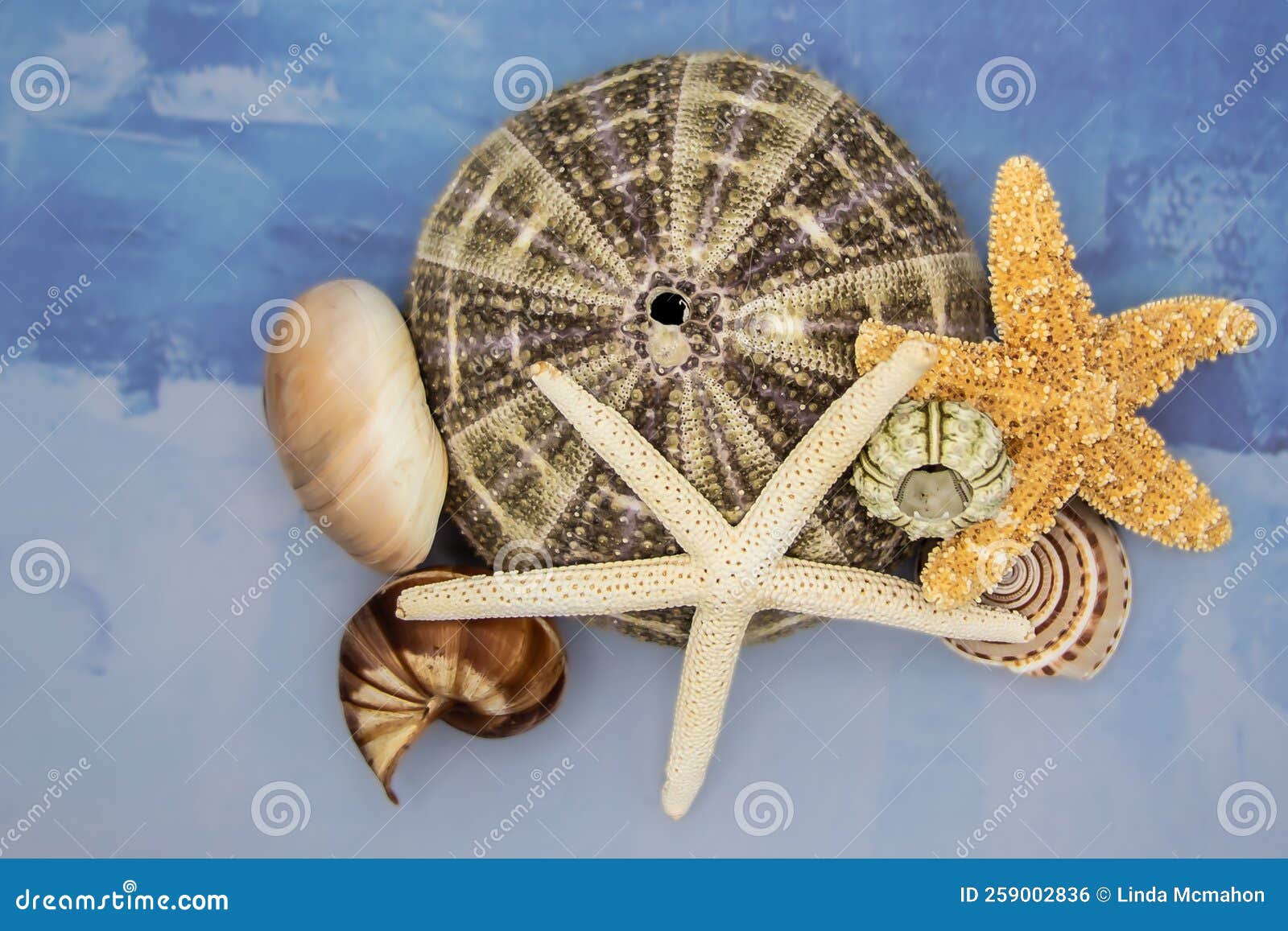 A Still Life Image Featuring Star Fish and Sea Shells. Stock Photo ...