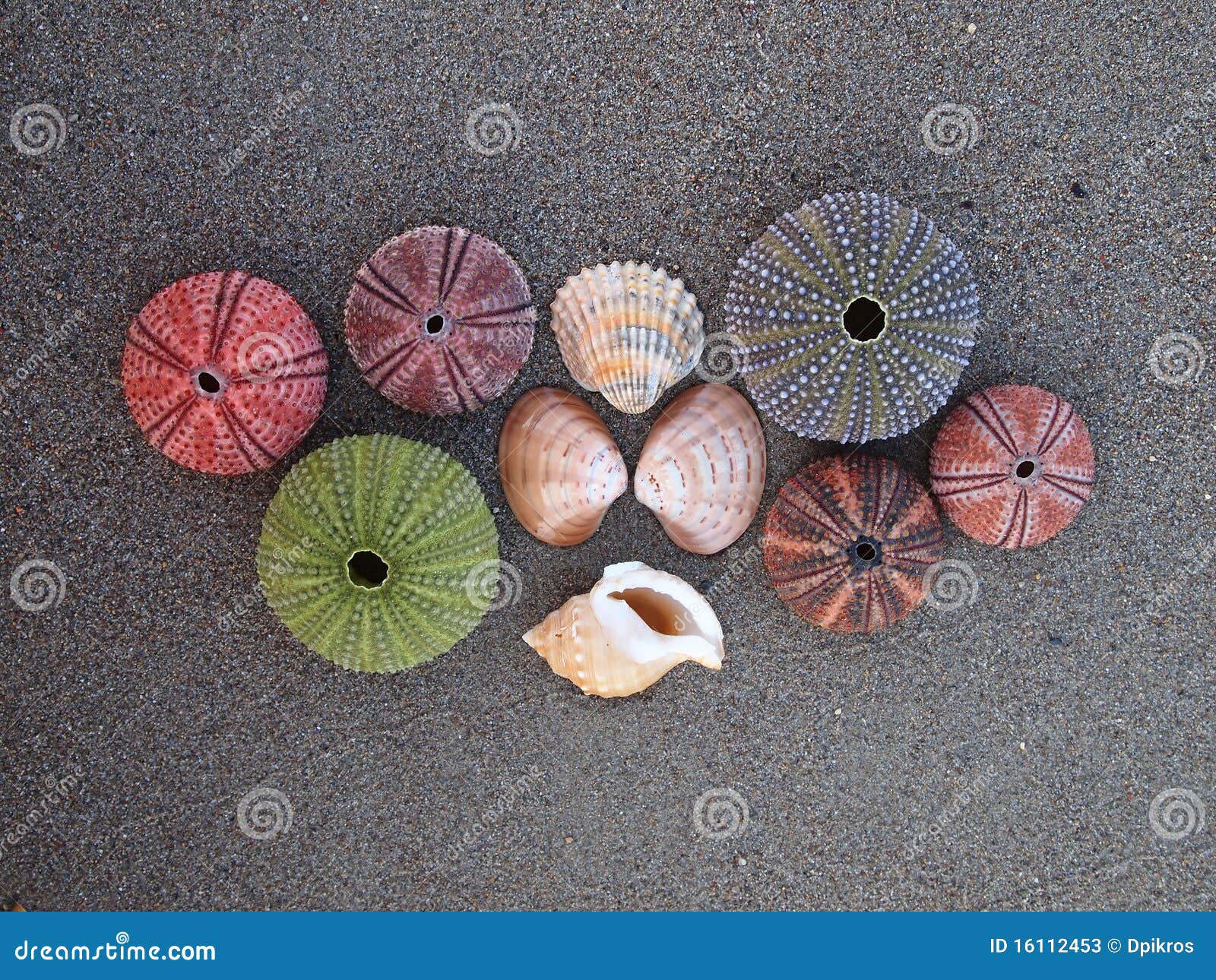 Variety of Sea Shells, Urchins and Clams Stock Image - Image of ...