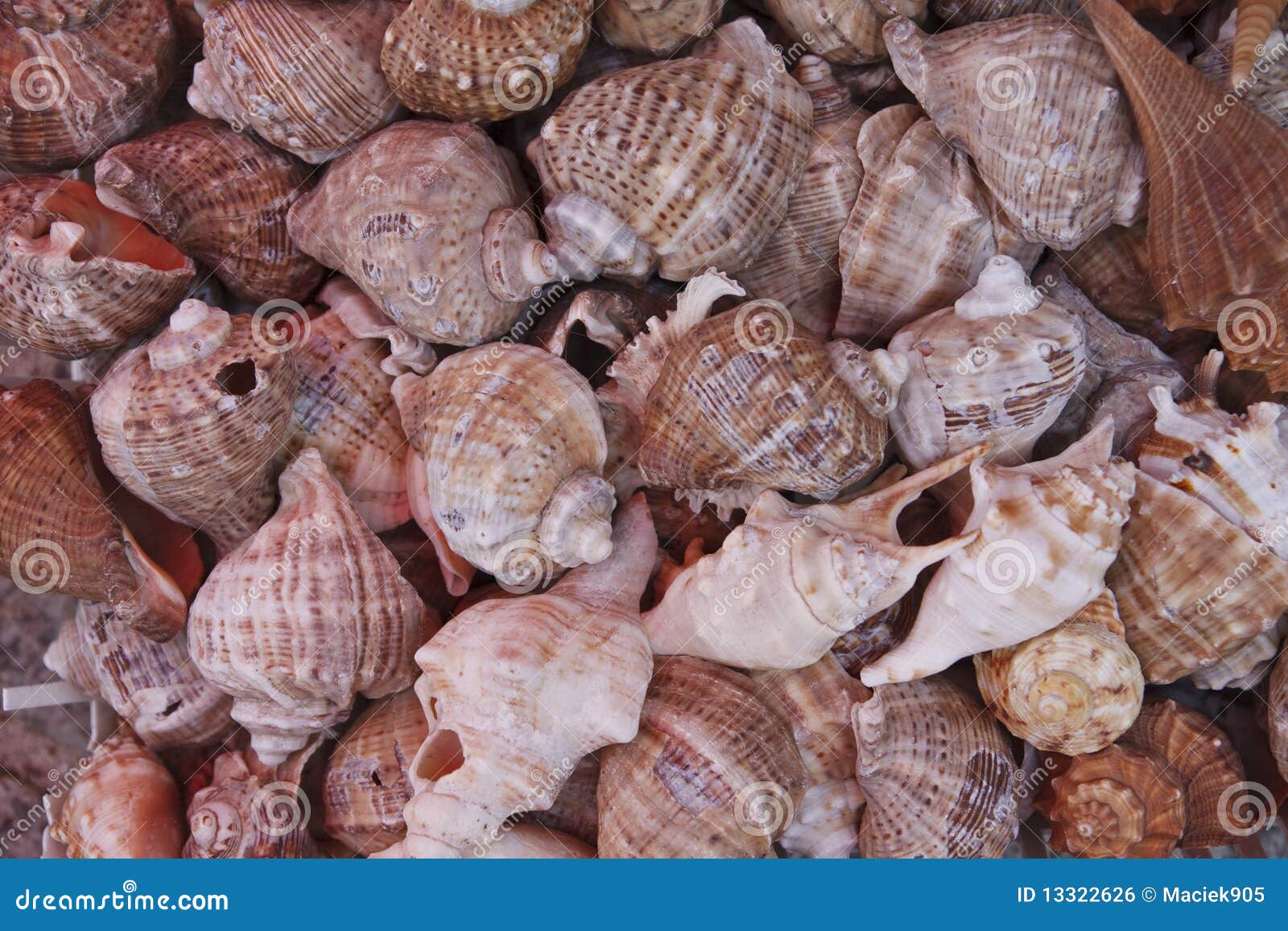 Variety of seashells stock photo. Image of coral, sealife - 13322626