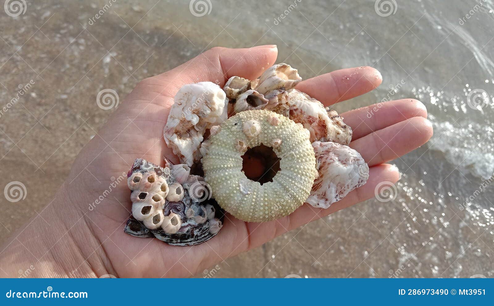 A Variety of Seashells Collected by the Beach Stock Photo - Image of ...