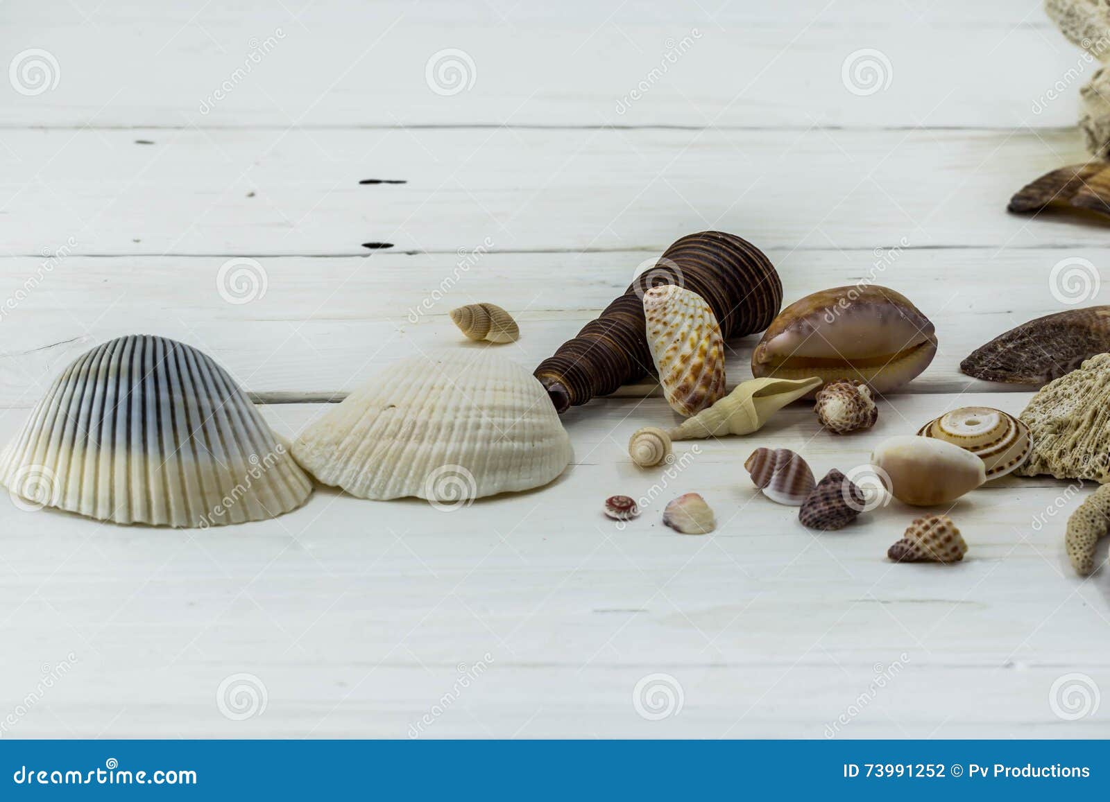 Variety of Seashells, Corals, Shell, Starfish, on White Background ...