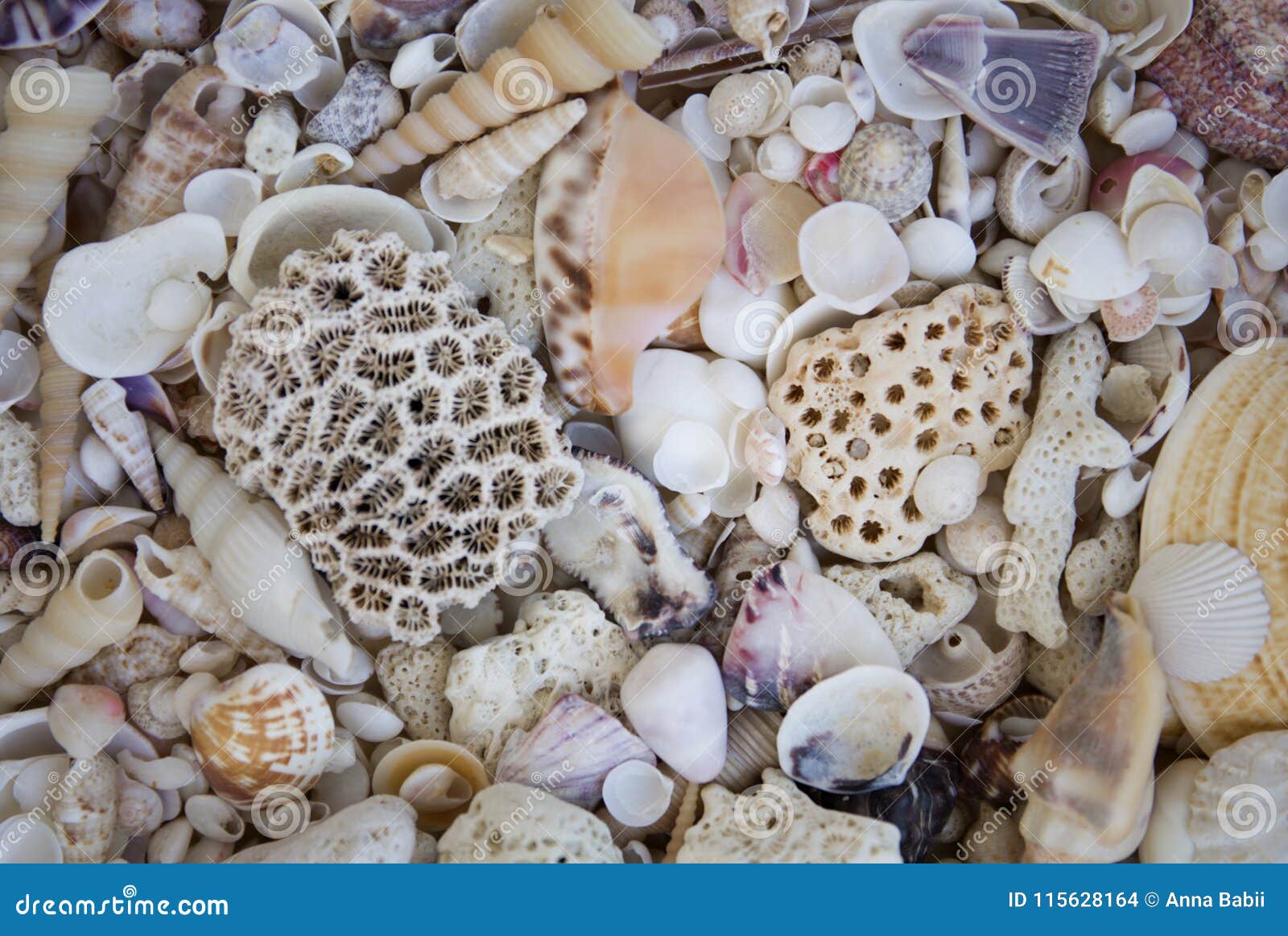 A Variety of Seashells. Mollusk Colorful Shells. Seashell Texture ...