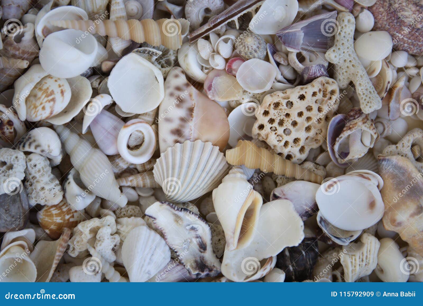 A Variety of Seashells. Mollusk Colorful Shells. Seashell Texture ...