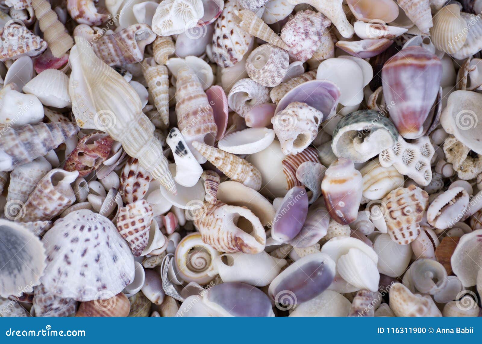A Variety of Seashells. Mollusk Colorful Shells. Seashell Texture ...