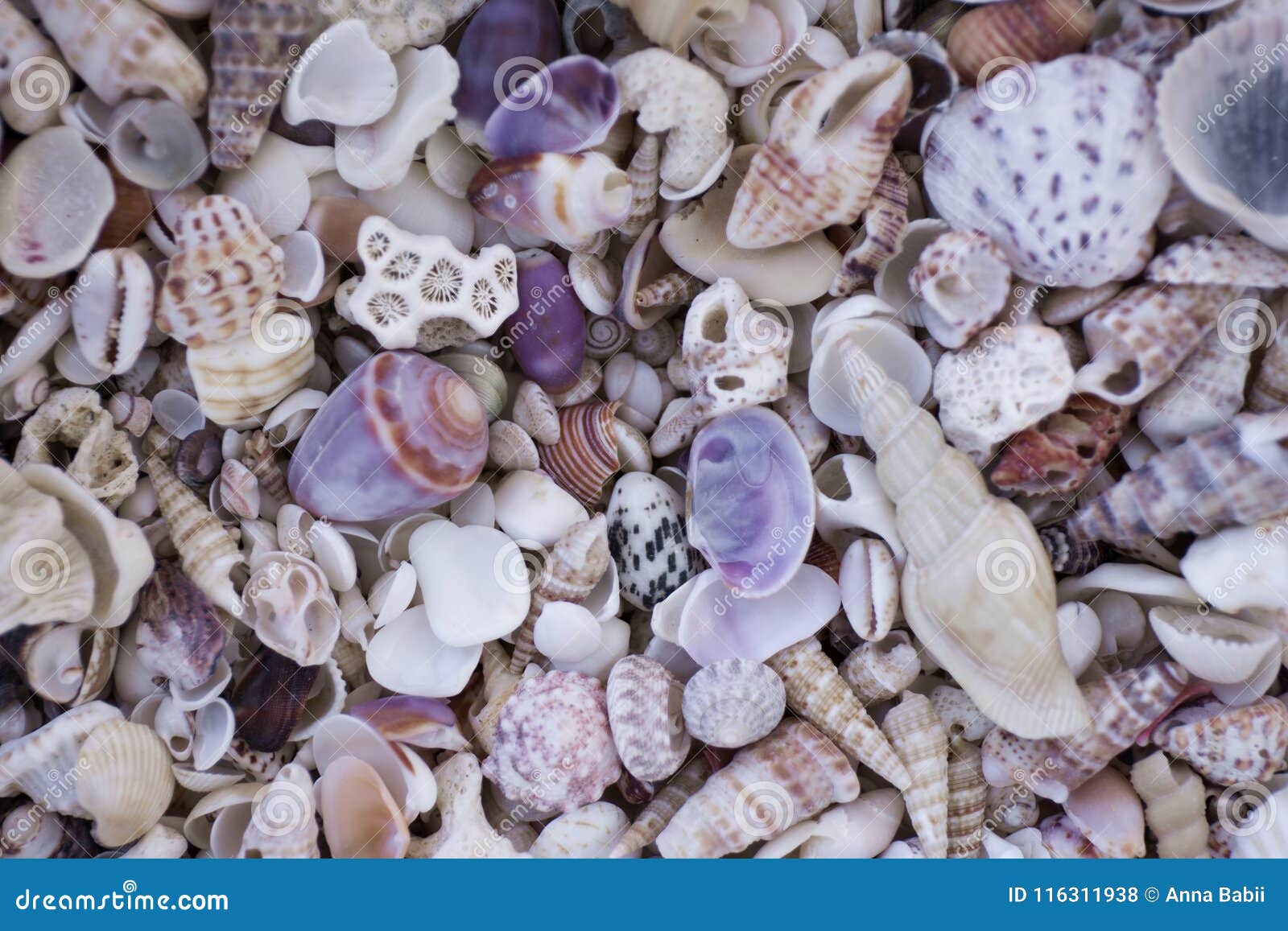 A Variety of Seashells. Mollusk Colorful Shells. Seashell Texture ...