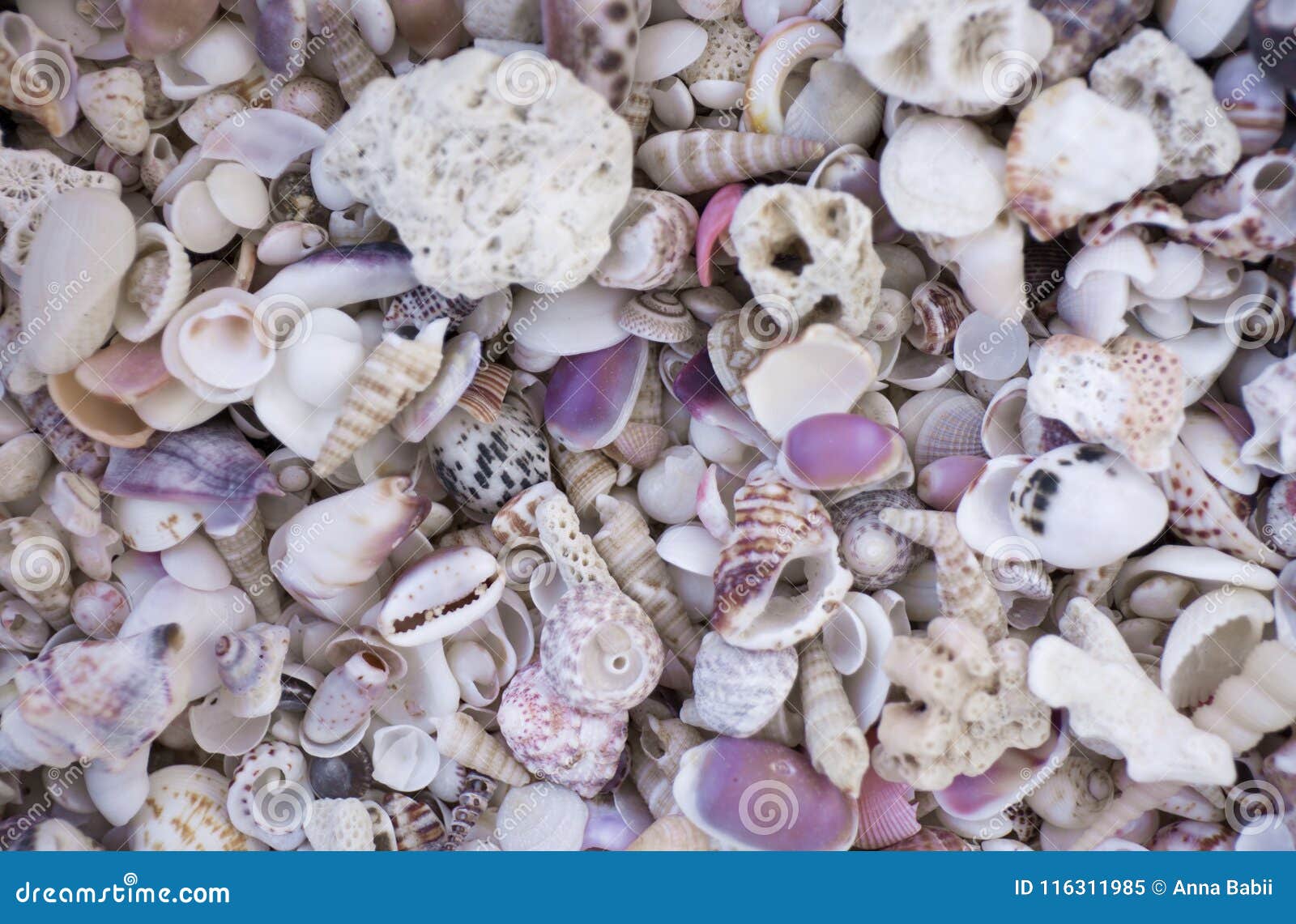 A Variety of Seashells. Mollusk Colorful Shells. Seashell Texture ...
