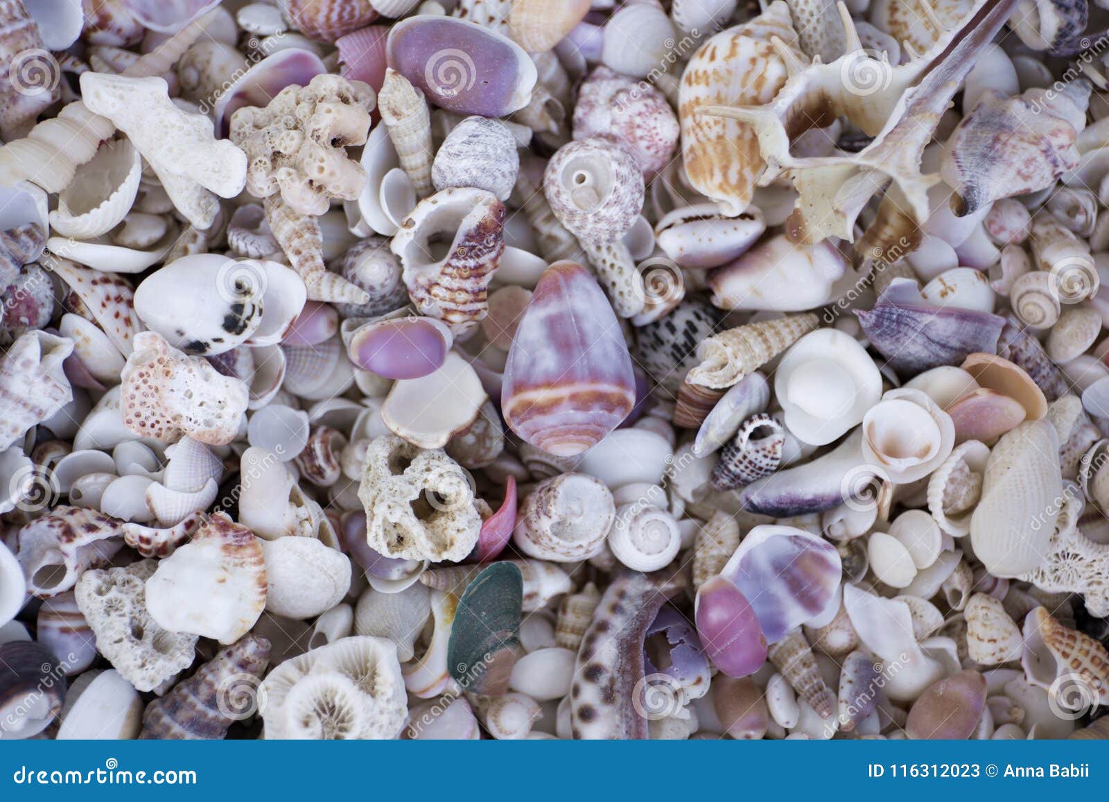 A Variety of Seashells. Mollusk Colorful Shells. Seashell Texture ...