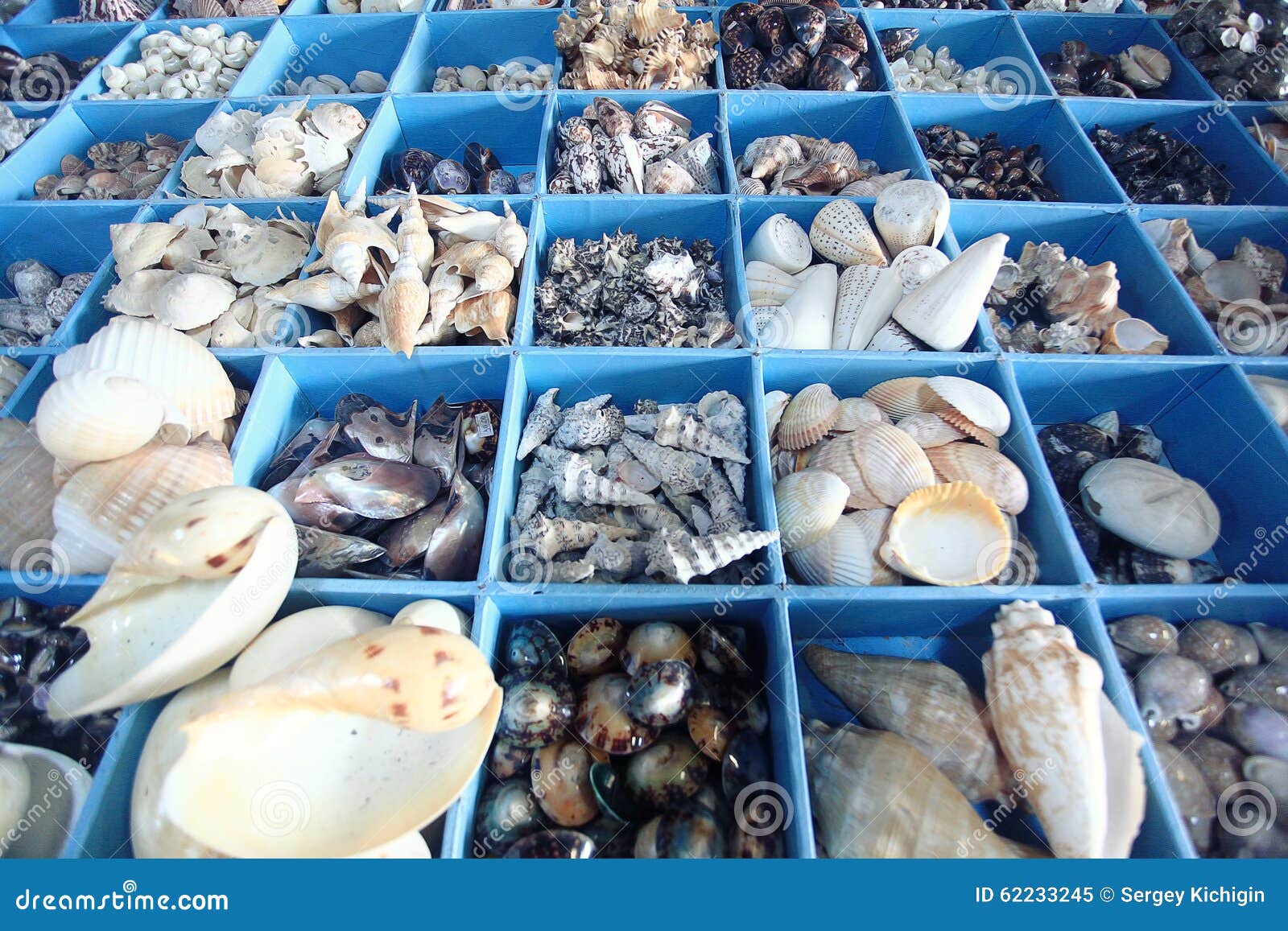 Variety of shells stock image. Image of gift, brown, diversity - 62233245