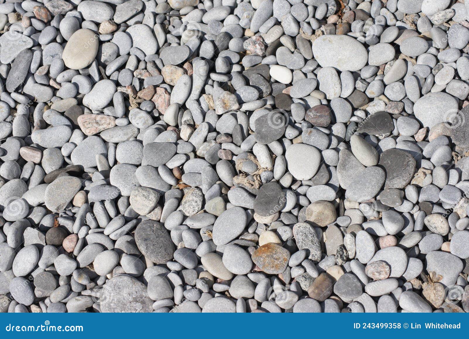 A Variety of Sizes of Stones on the Beach. Stock Photo - Image of beach ...