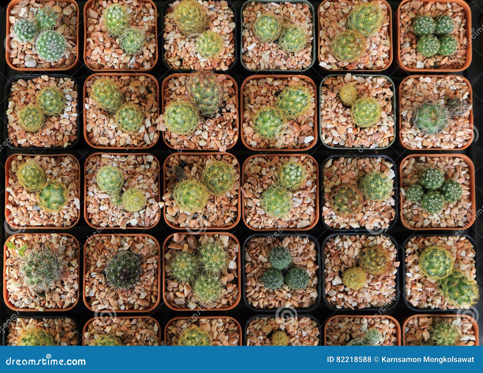 Variety of Small Beautiful Cactus in Square Pot, Seen from Top Stock ...