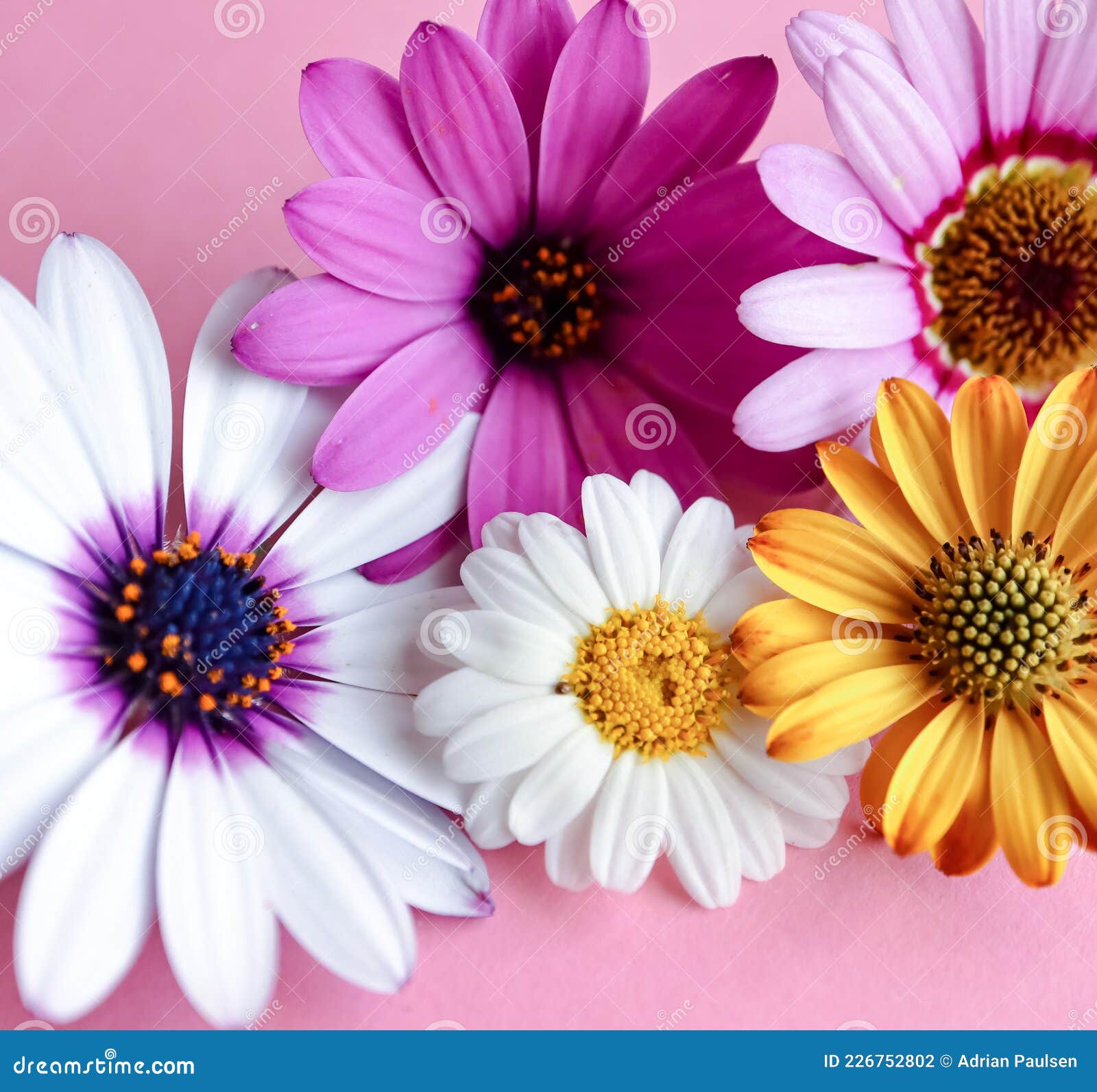 Variety of Spring Daisies stock photo. Image of flower - 226752802
