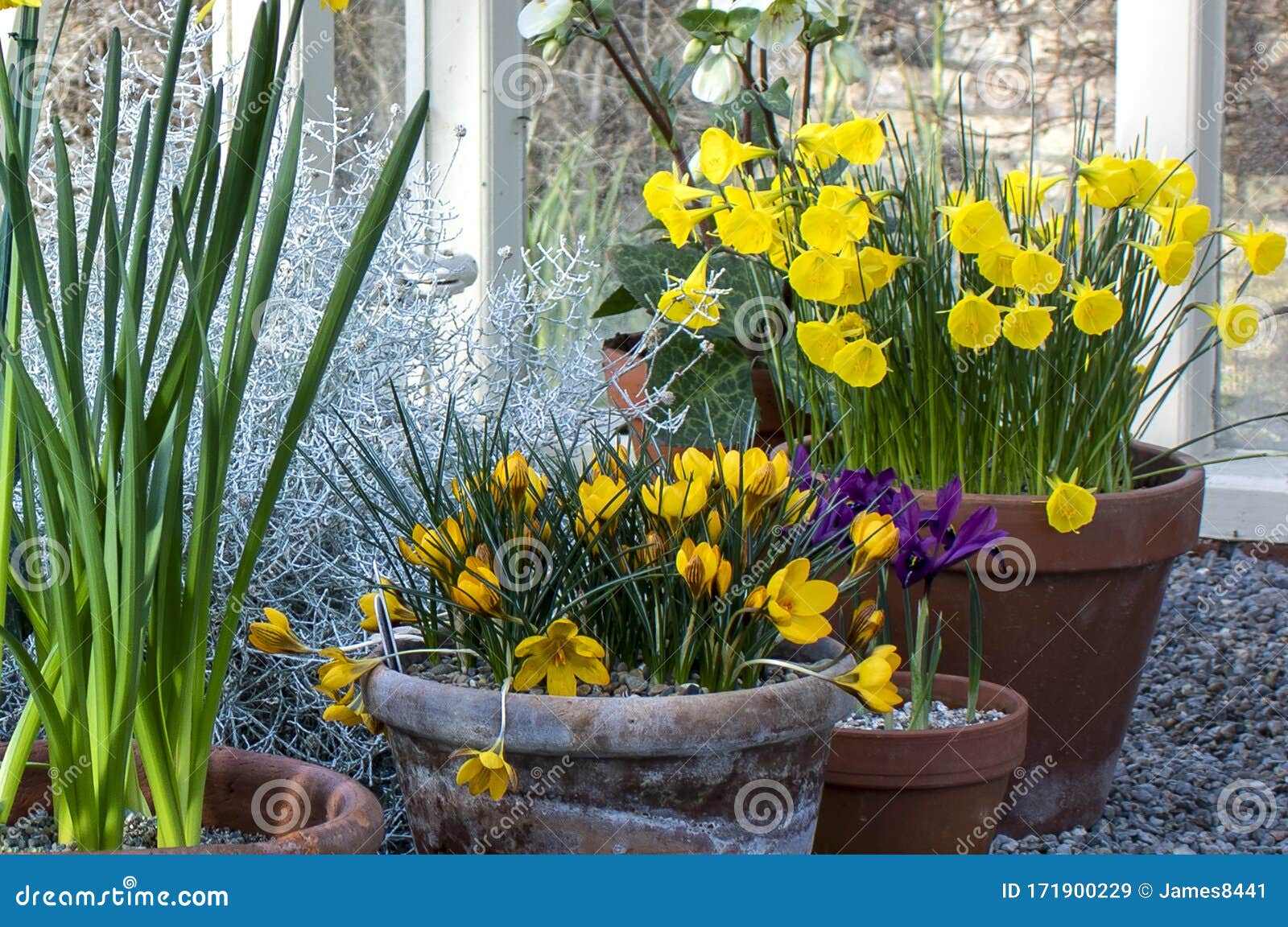 Variety of Spring Flowers in Pots on Display Stock Image - Image of ...