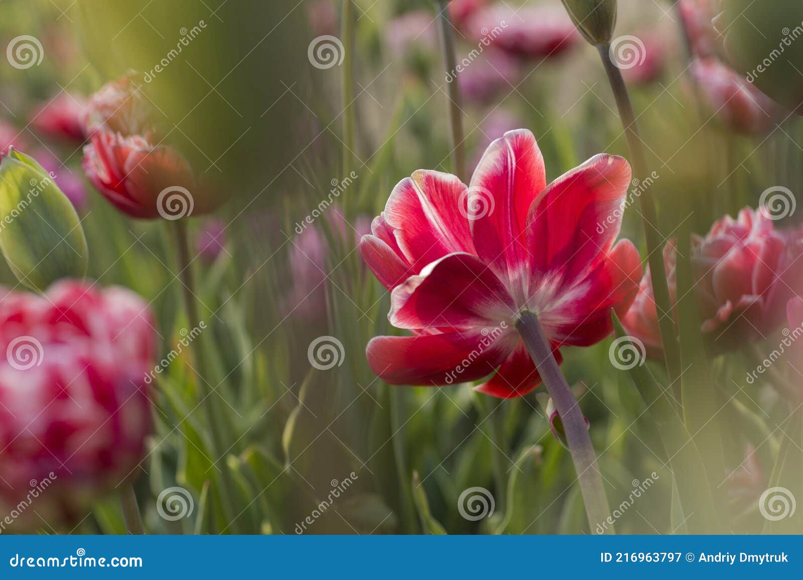Variety of Spring Tulips of Unusual Structure. Stock Image - Image of ...