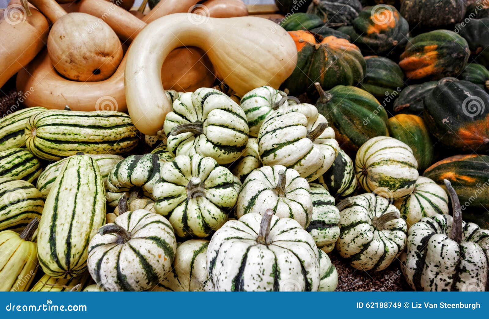 Variety of Squash stock image. Image of orange, autumn - 62188749