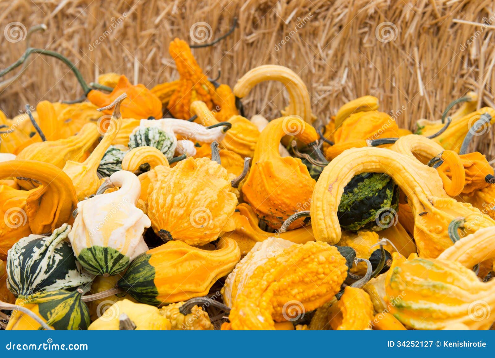Variety of squashes stock image. Image of harvesting - 34252127