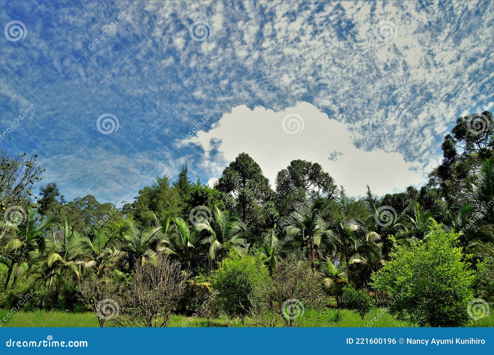 The Variety of Trees in the Countryside Stock Photo - Image of freely ...