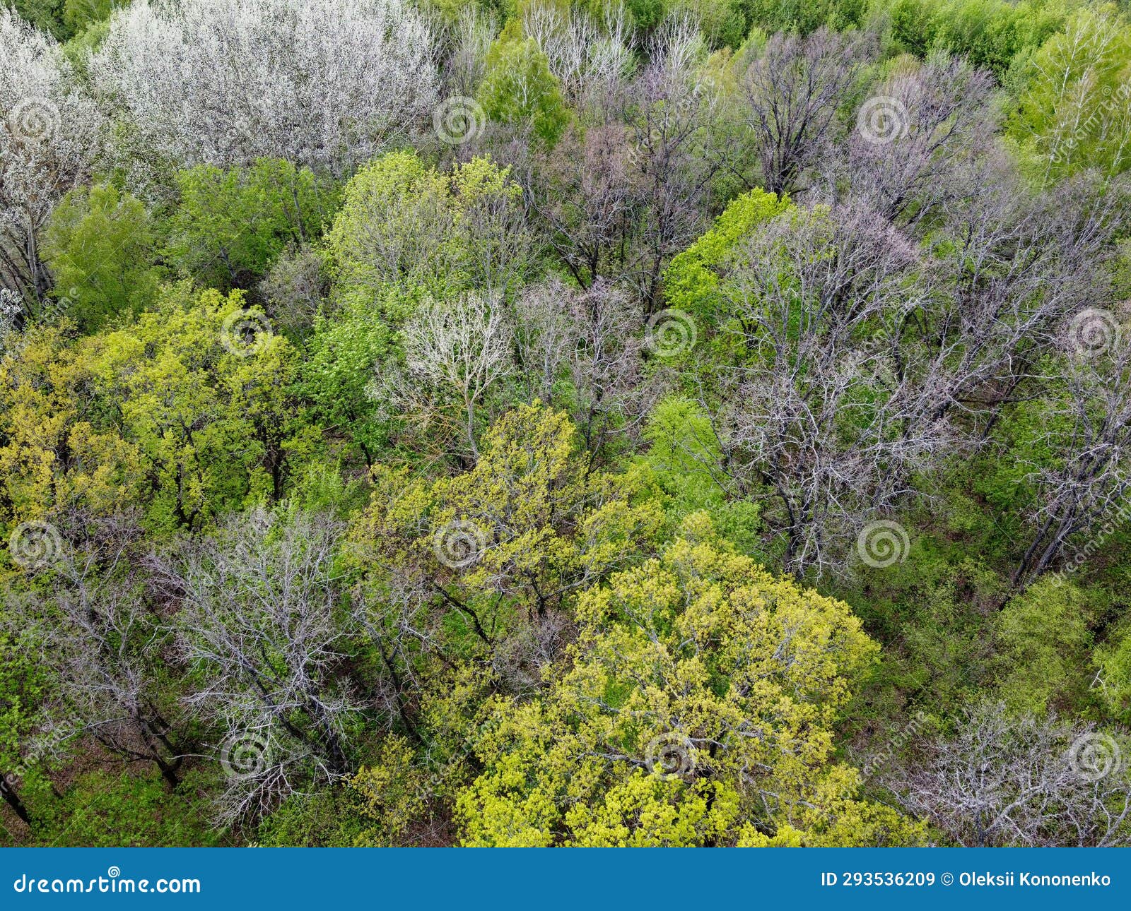 A Variety of Trees in the Spring Forest, Aerial View. Forest of ...