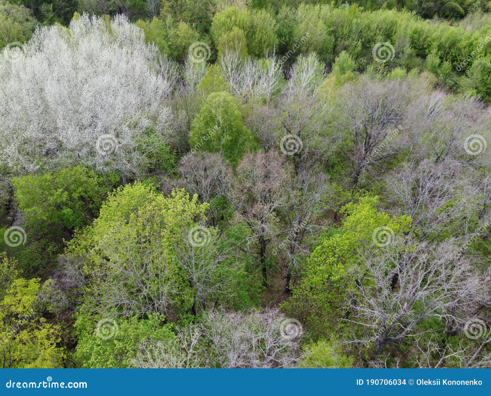 A Variety of Trees in the Spring Forest, Aerial View. Forest of ...