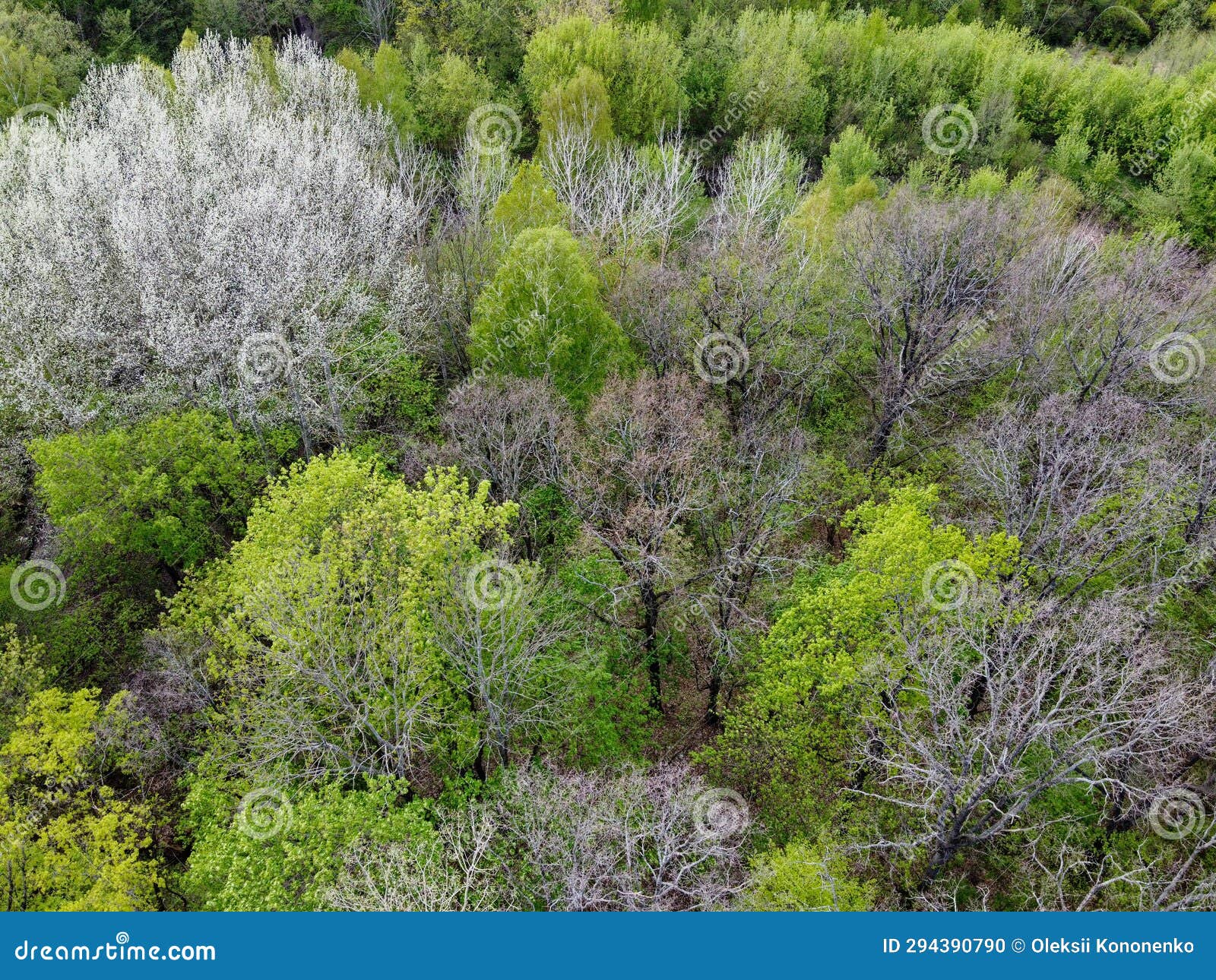 A Variety of Trees in the Spring Forest, Aerial View. Forest of ...