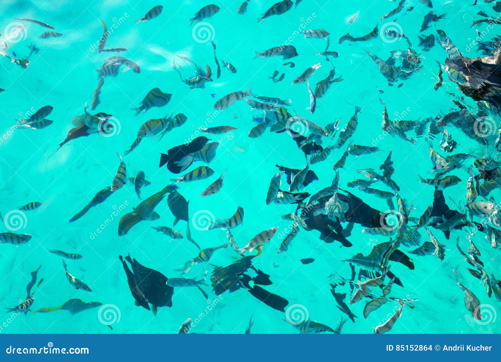 Variety Tropical Fish. Underwater World Stock Photo - Image of animal ...