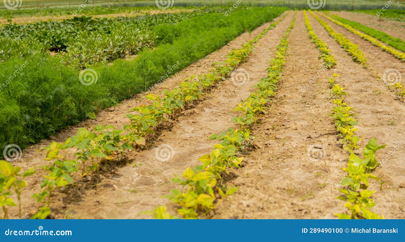 Variety of Vegetables Growing in the Field in Straight Rows Stock Photo ...