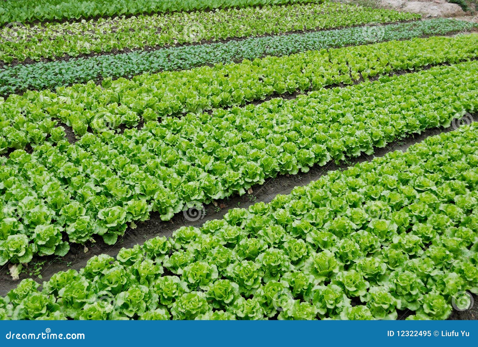 A Variety of Vegetables and Vegetable Plots Stock Image - Image of ...