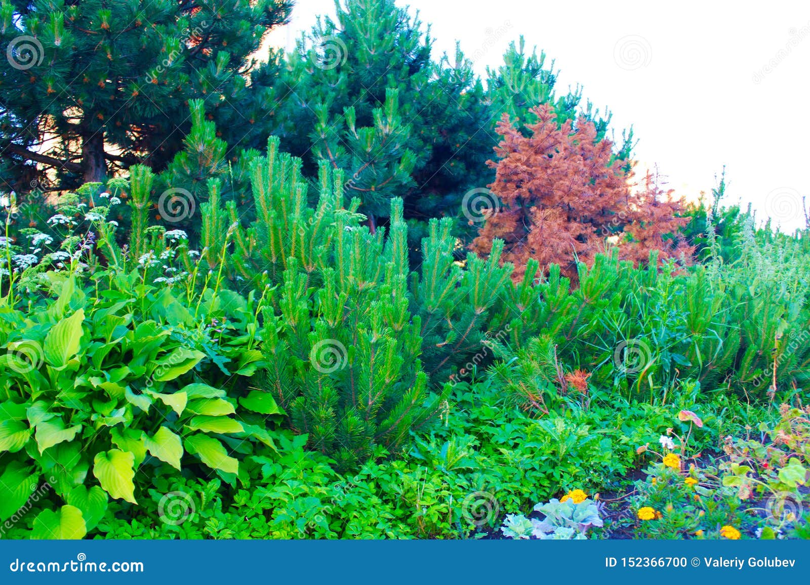Variety of Vegetation in the Park in Summer Stock Photo - Image of ...