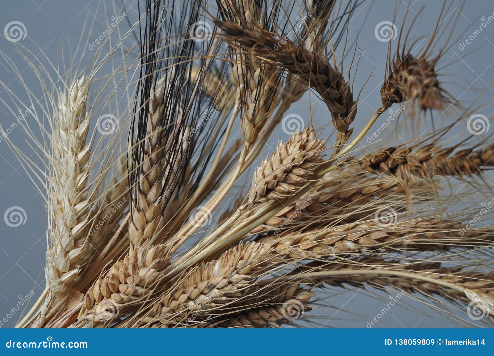 Variety of Wheat in a Bundle Stock Image - Image of bundle, grains ...