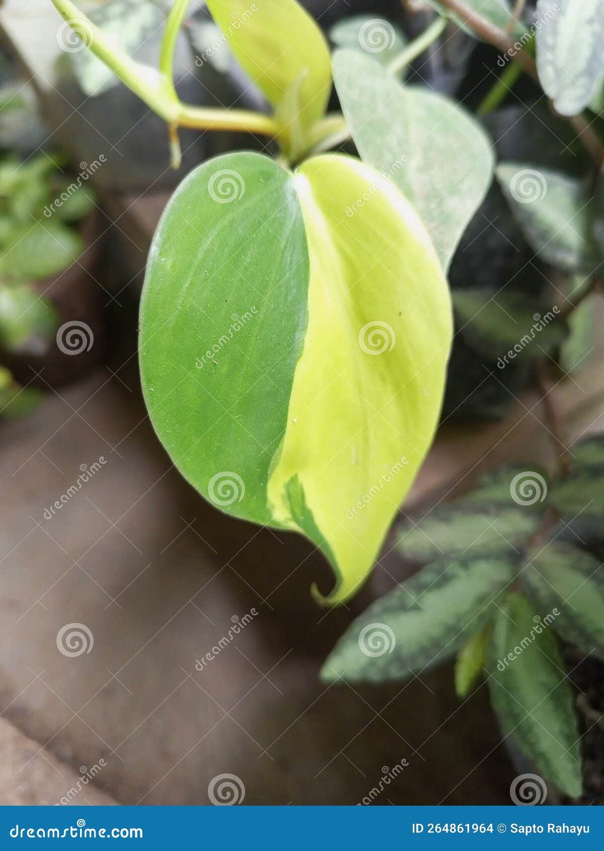 Varigate leaves exotic stock photo. Image of produce - 264861964
