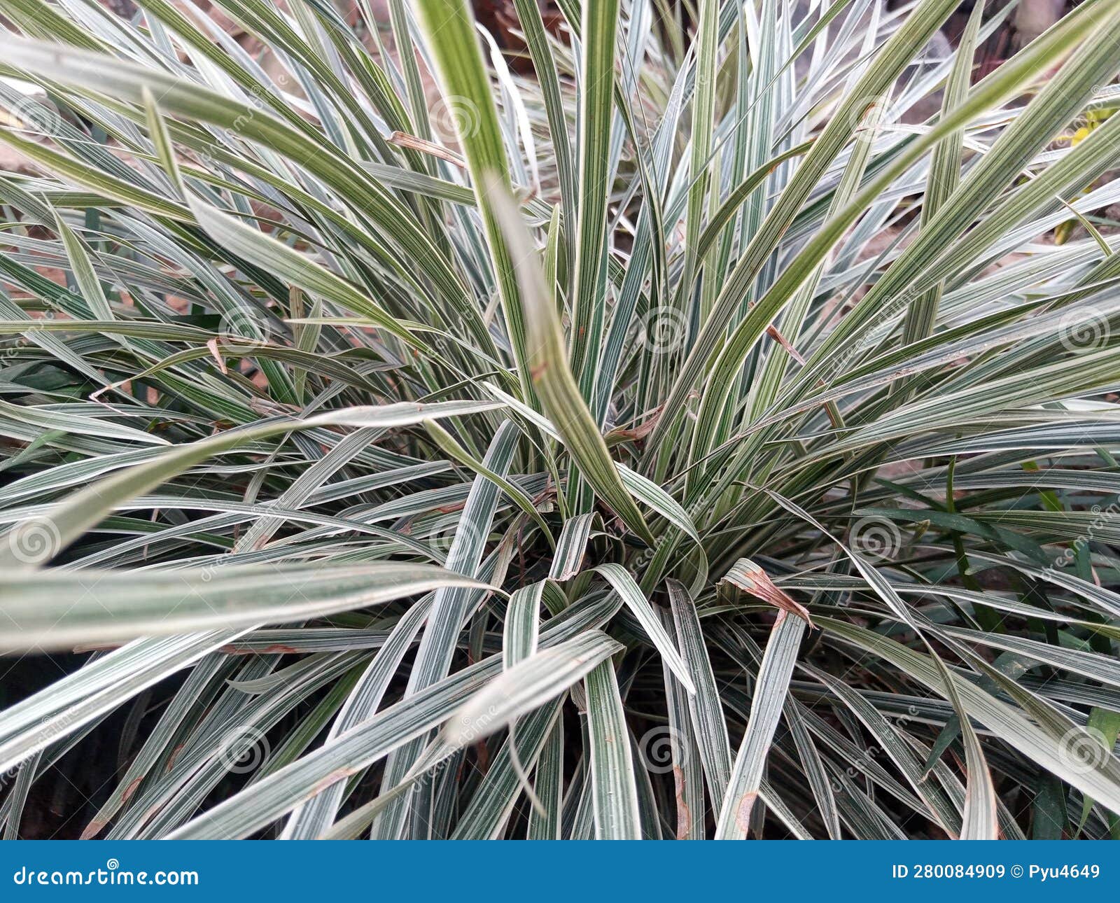 Varigate Plants that Grow in Nature are Suitable for Decorating Gardens ...