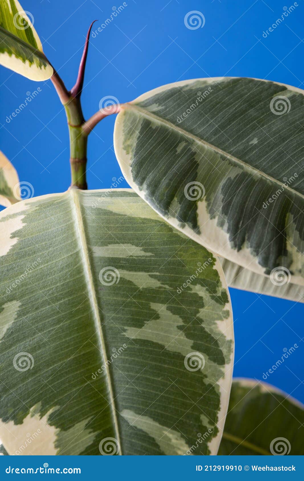 Varigated Rubber Tree Ficus Elastica Variegata Sits In A White Pot On A ...