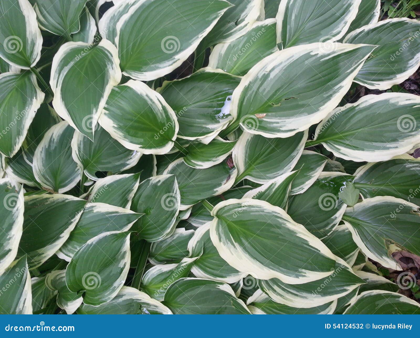 Varigated hostas stock photo. Image of garden, hostas - 54124532