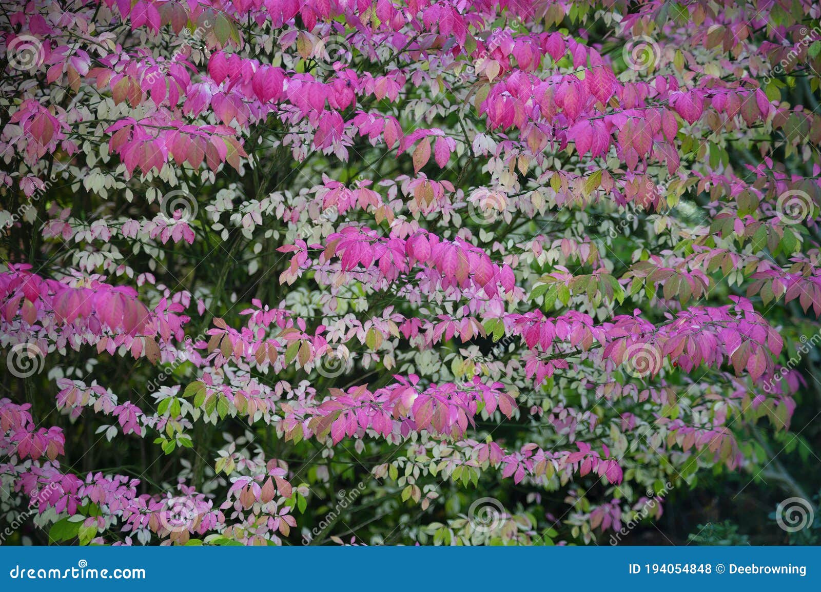 Variegated Pink, White, Green Leaf Shrub Stock Photo - Image of leaf ...