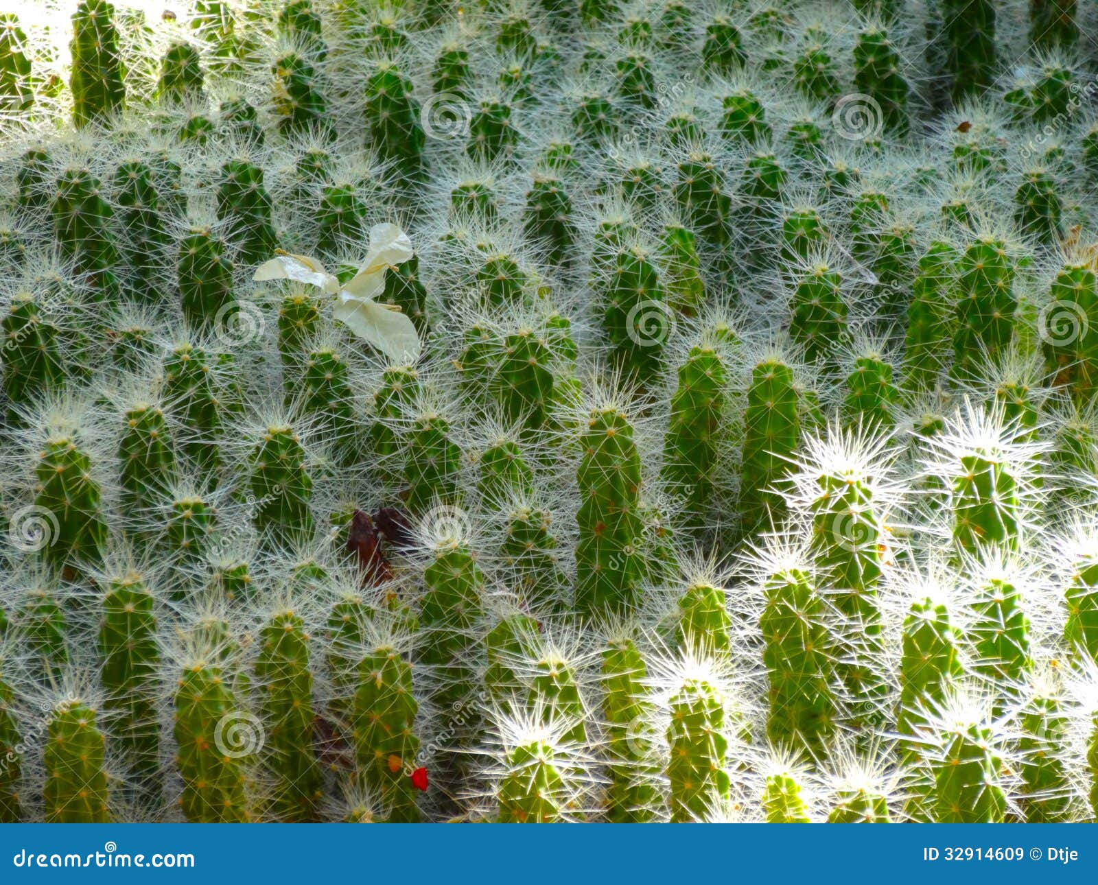 Vario cactus joven imagen de archivo. Imagen de cacto - 32914609