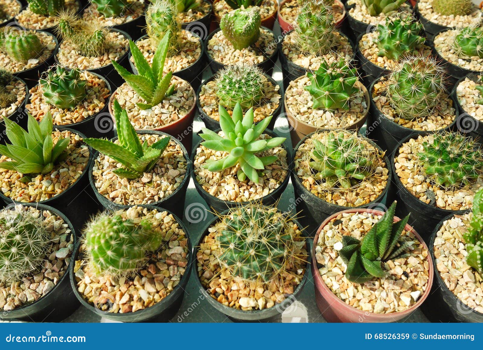 Vario Cactus in Piccoli Vasi Immagine Stock - Immagine di punto, pianta ...