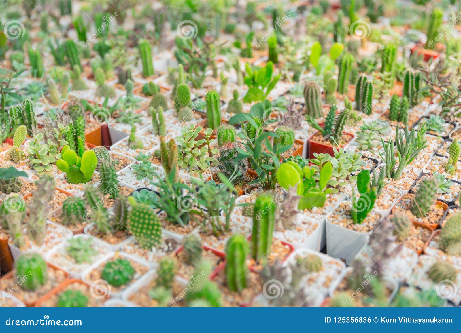 Vario Tipo Di Cactus in Piccolo Vaso Fotografia Stock - Immagine di ...