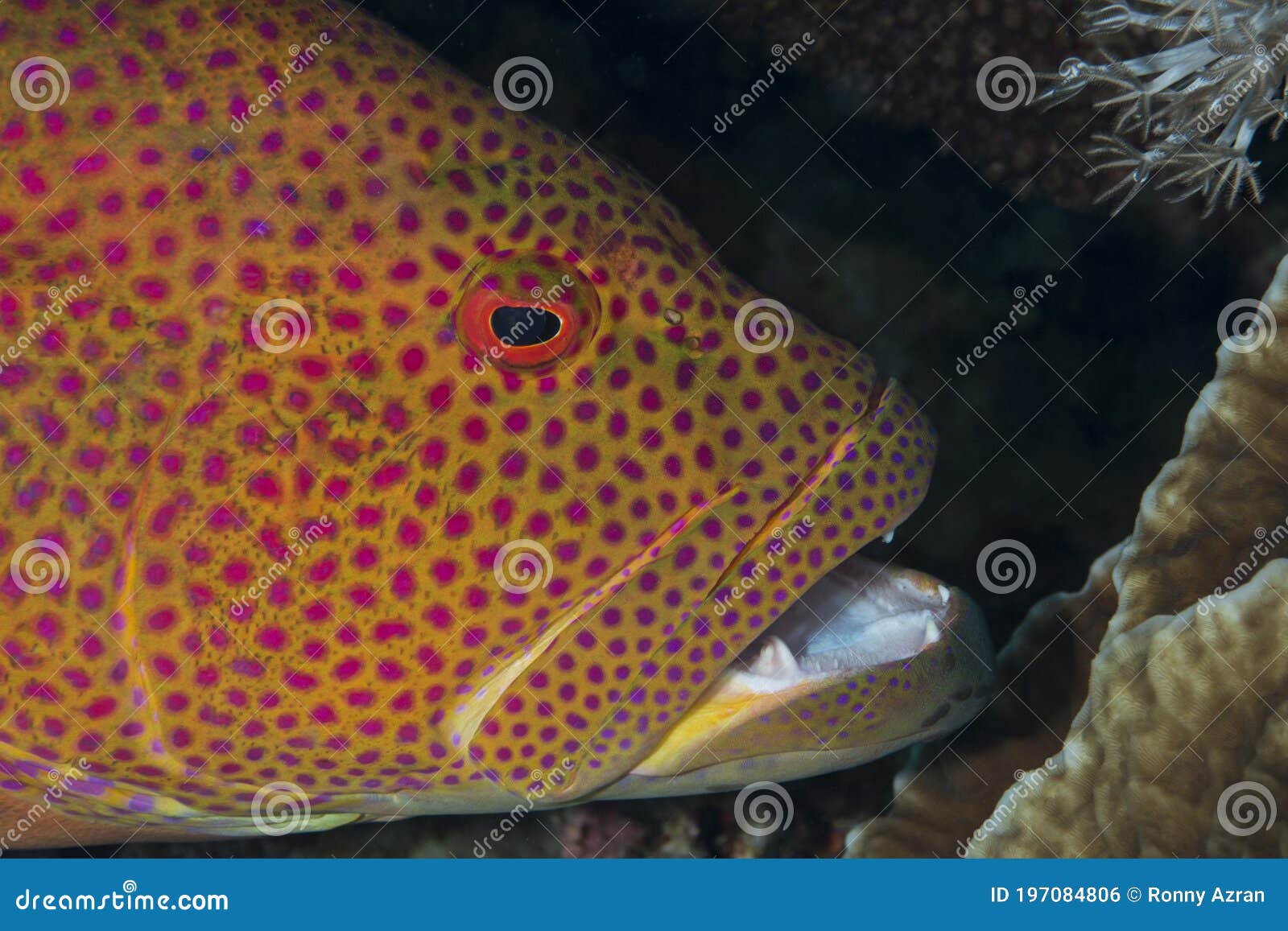 Variola Louti , Grouper Fish from the Red Sea Stock Photo - Image of ...