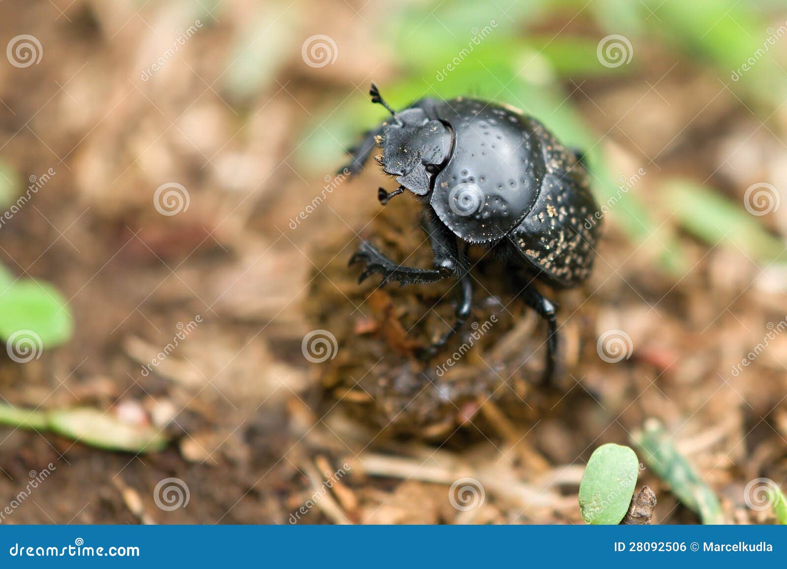 Variolosus de Scarabaeus photo stock. Image du nature - 28092506
