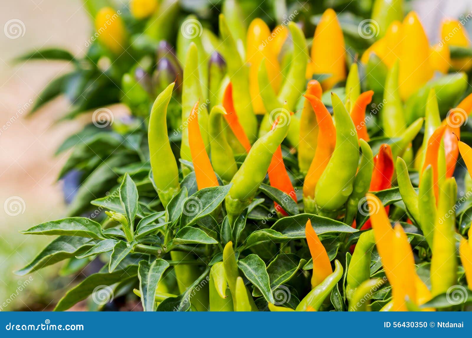 Variopinto Dei Peperoni Ornamentali Fotografia Stock - Immagine di ...