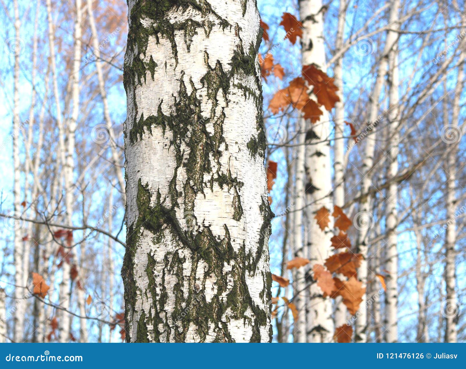 Varios Abedules En Arboleda Del Abedul Foto de archivo - Imagen de ...