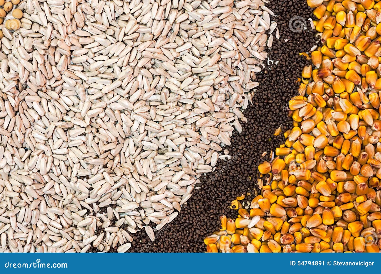 Various Agricultural Crop Seed Stock Image - Image of grain, variety ...