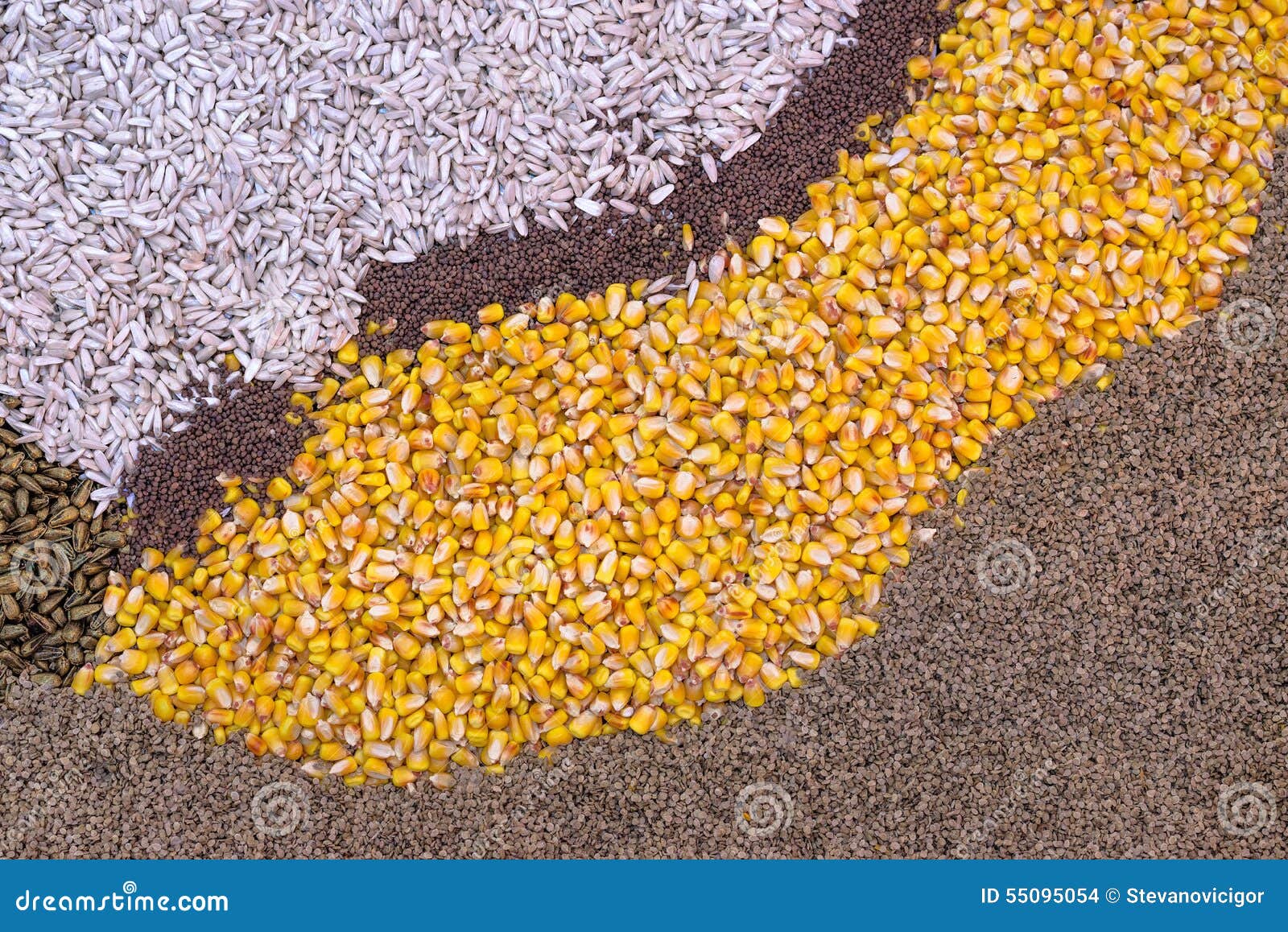 Various Agricultural Crop Seed Stock Photo - Image of seeding, biology ...