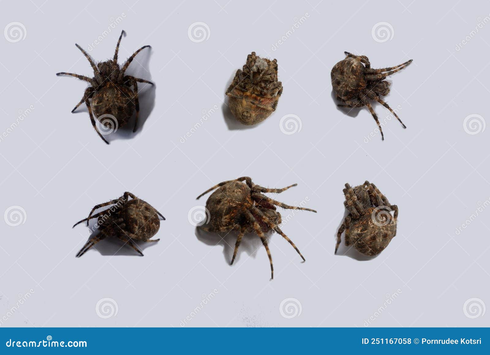 Various Angles of the Bloated Brown Spider Stock Photo - Image of ...