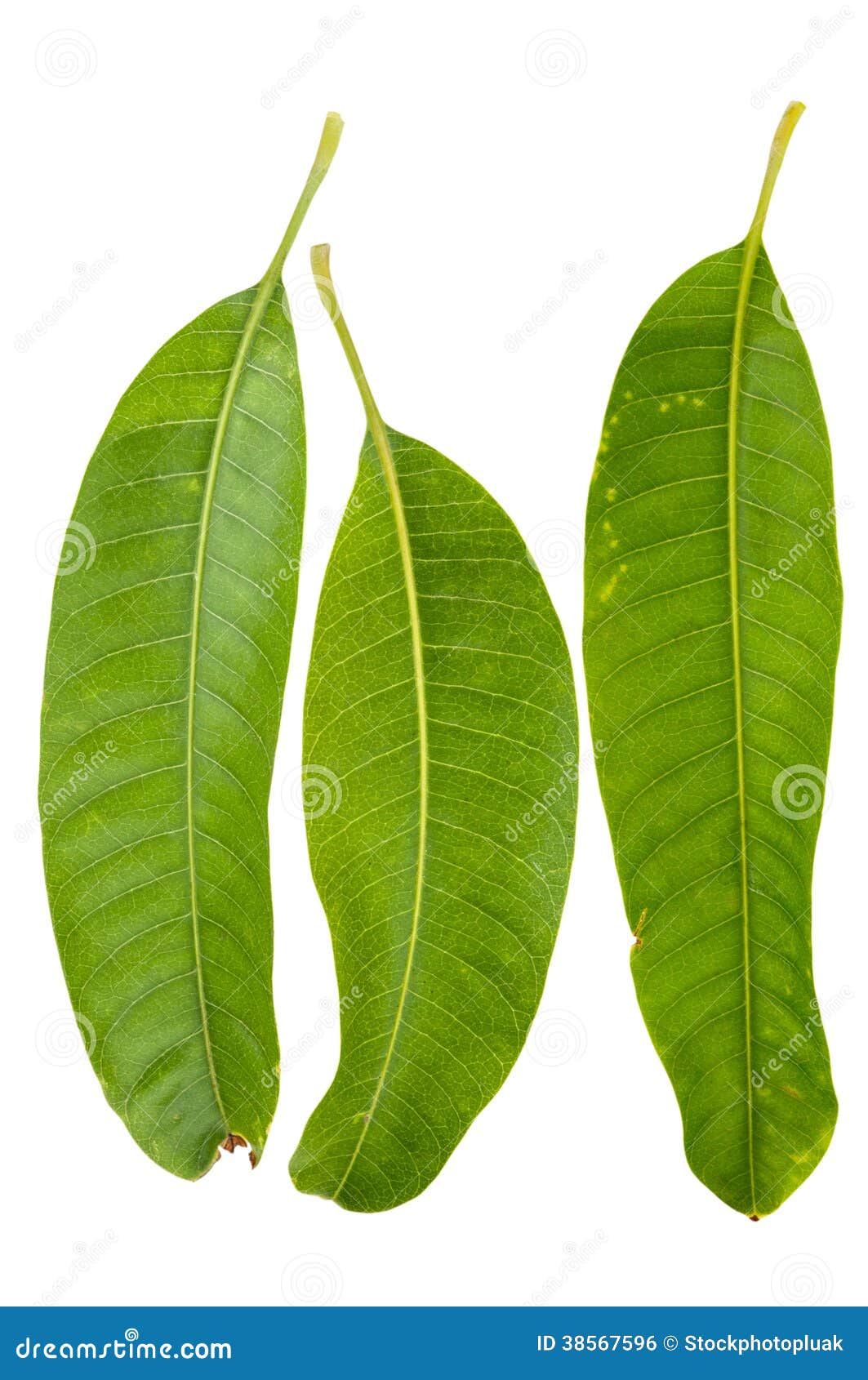 Various Angles Mango Leaves Stock Photo - Image of white, mango: 38567596