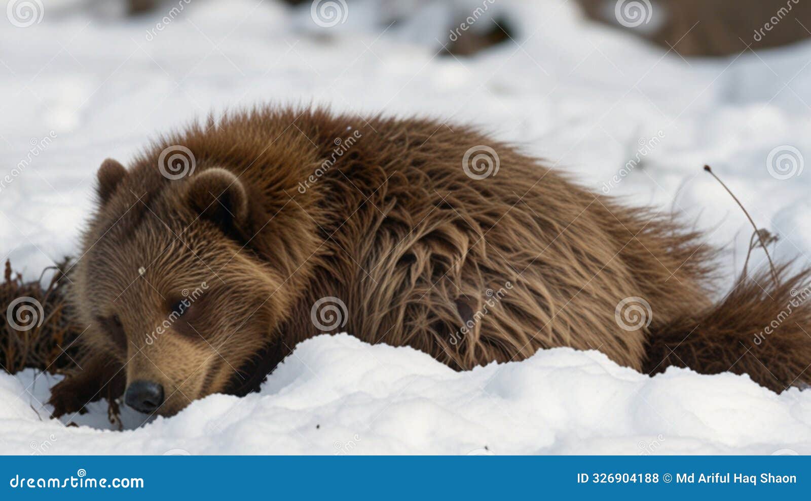 Various Animals Hibernate during Winter Stock Illustration ...