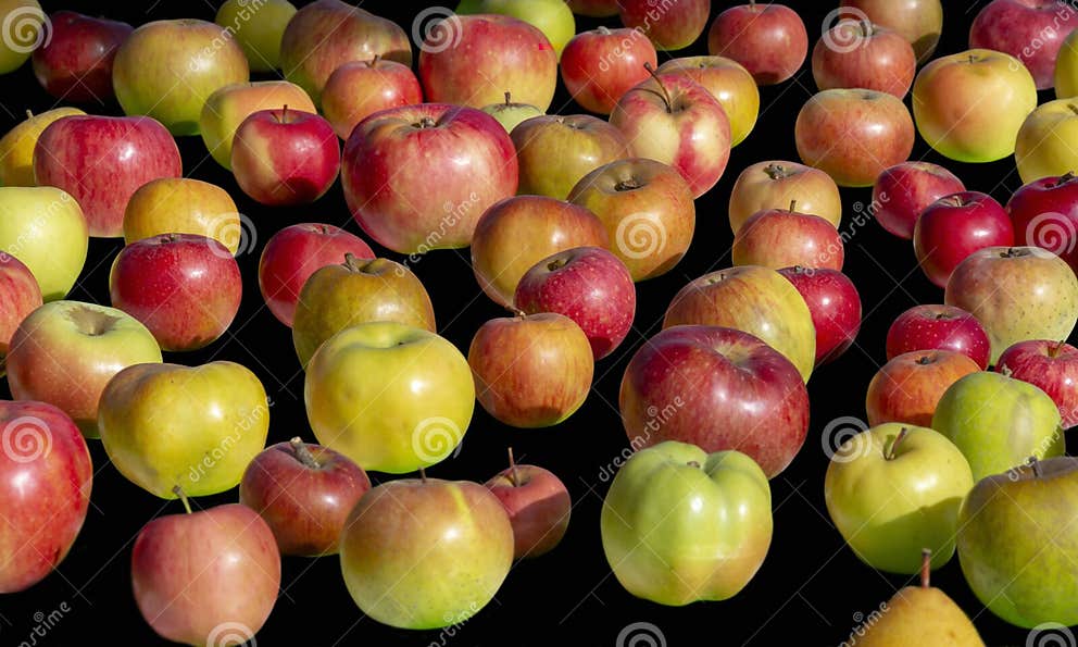 Various apple breeds stock image. Image of apple, aliment - 131133959