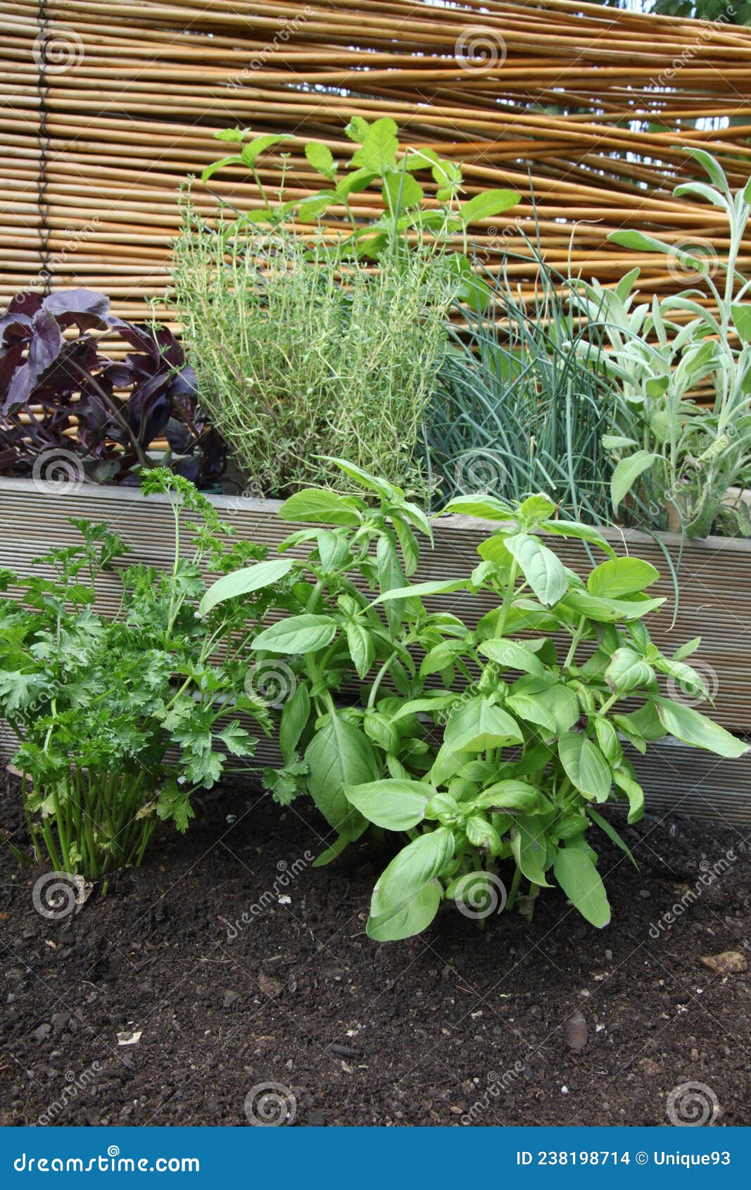Aromatic Plants in a Vegetable Garden Stock Photo - Image of plant ...