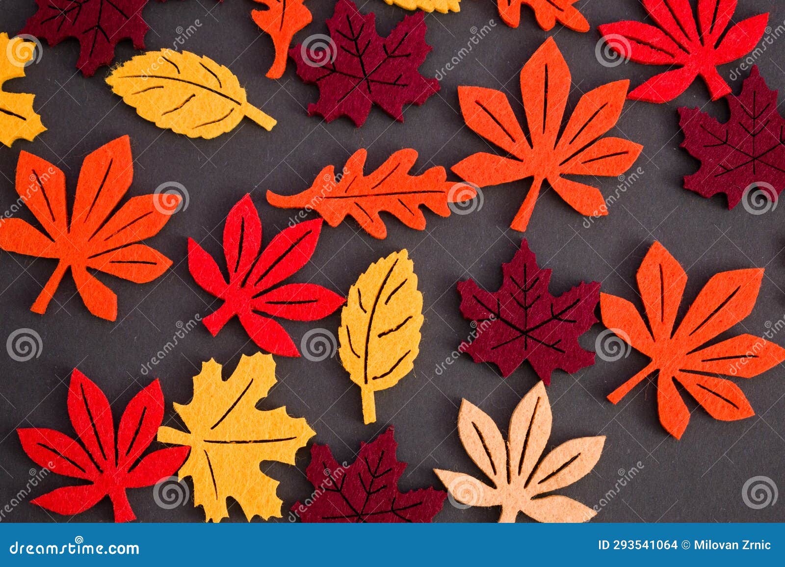Various Autumn Leaves on Black Background. Fall Colors Concept ...