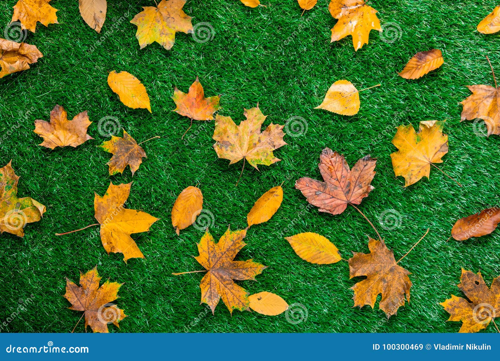 Various Autumn Leaves on Green Grass. Stock Image - Image of view ...