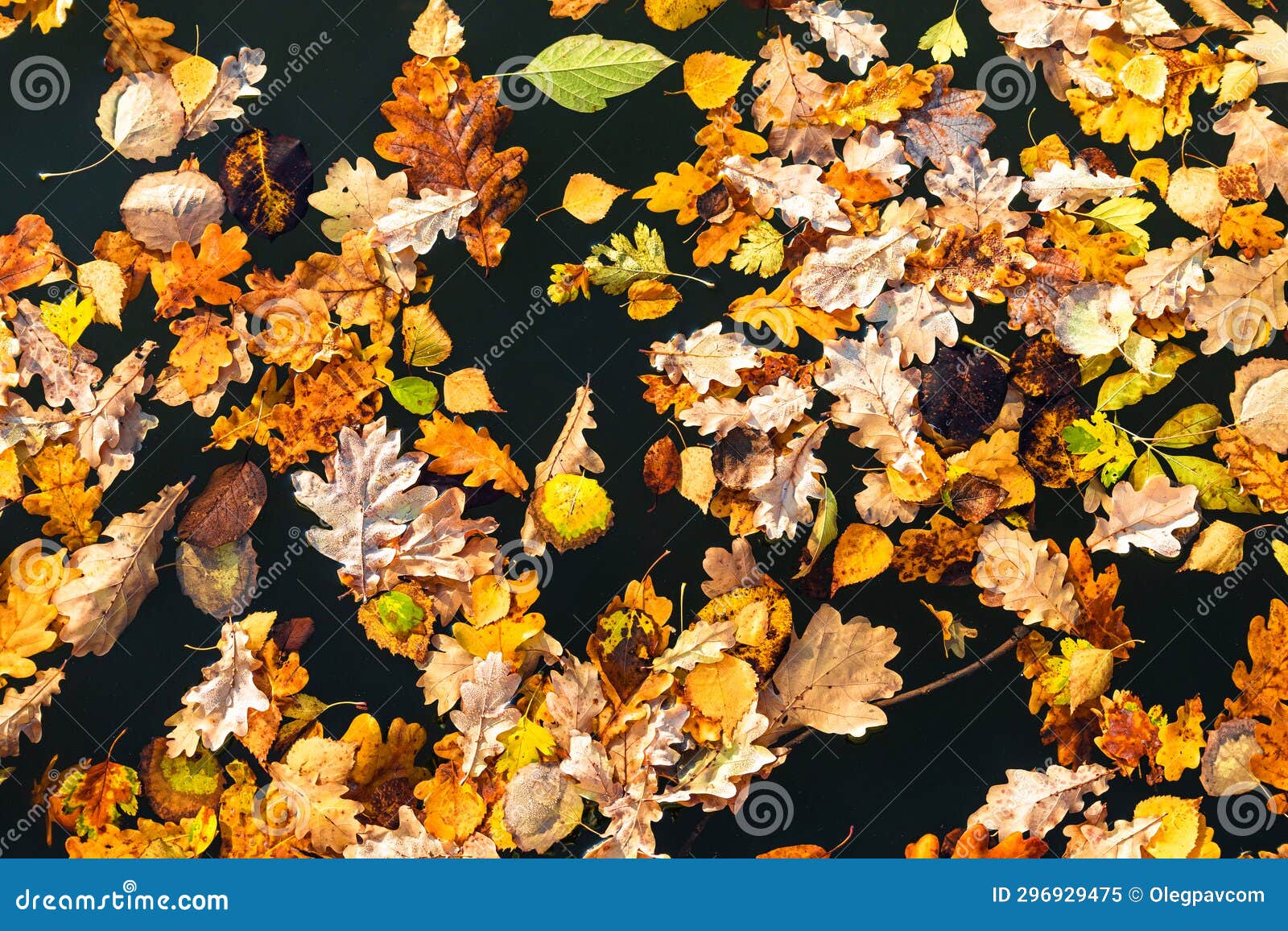Various Autumn Leaves on the Water Surface Stock Image - Image of ...